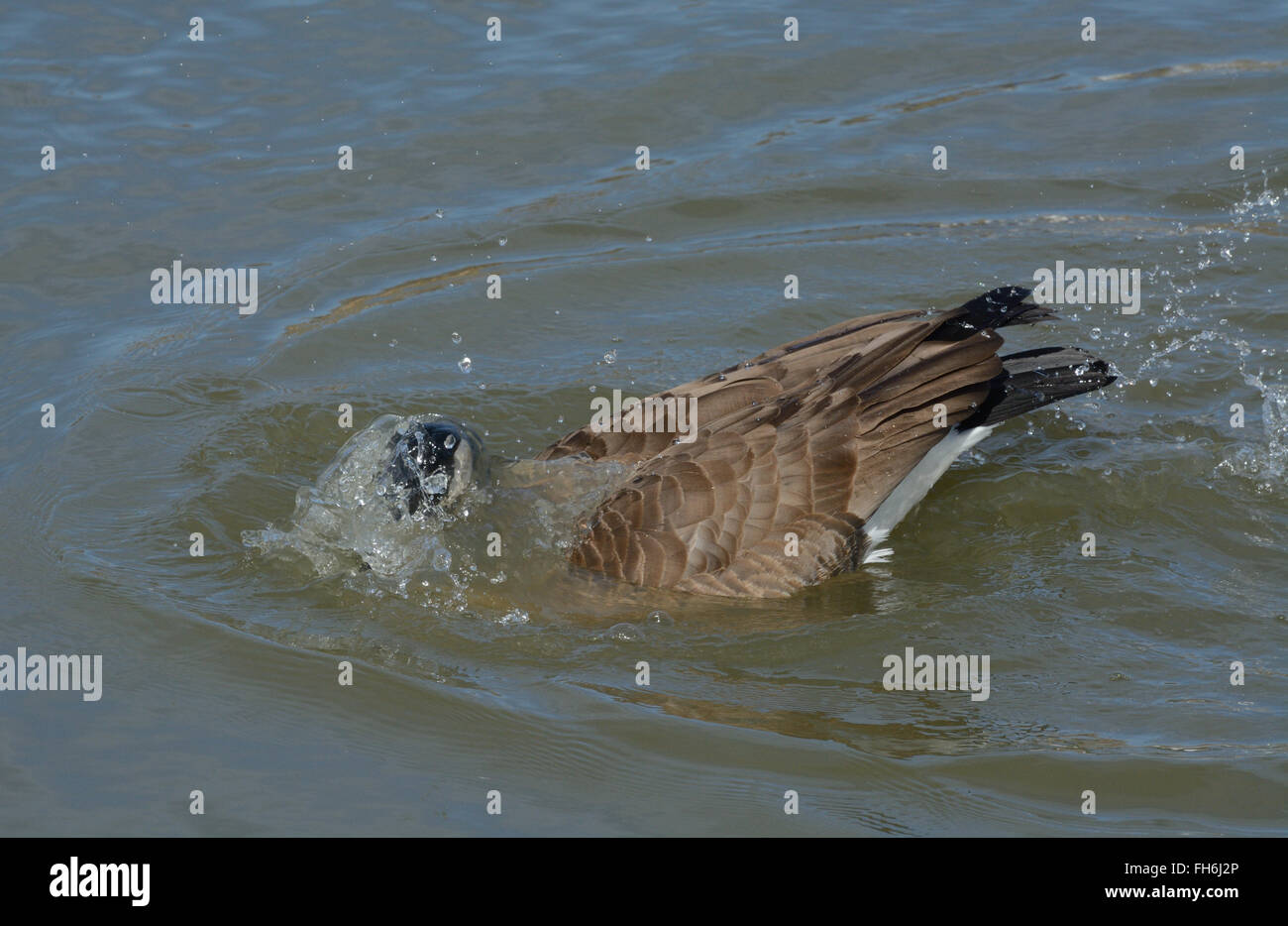 Canada Goose diving into lake to bathe and clan feathers Stock Photo ...