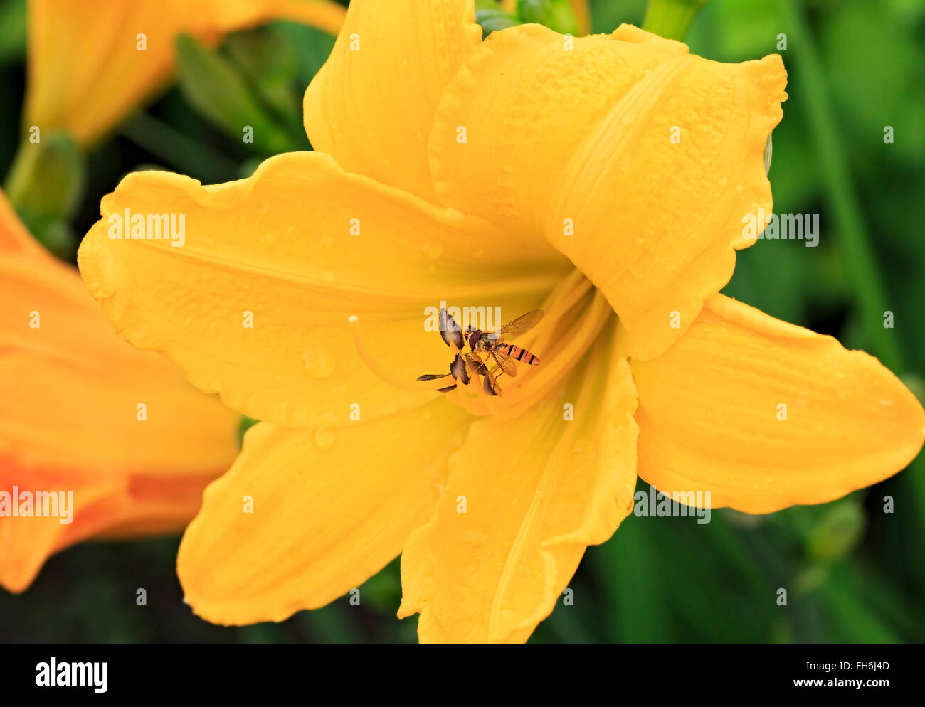 Wasp eats nectar lily Stock Photo - Alamy