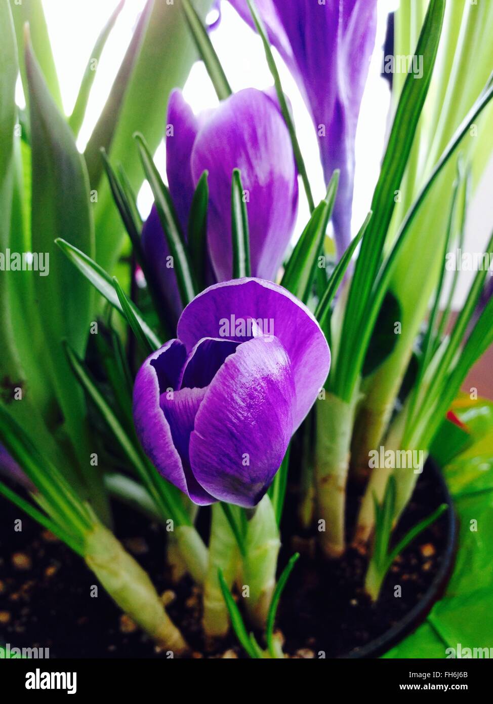 Purple Crocus Flowers in Bloom in a Pot Stock Photo - Alamy