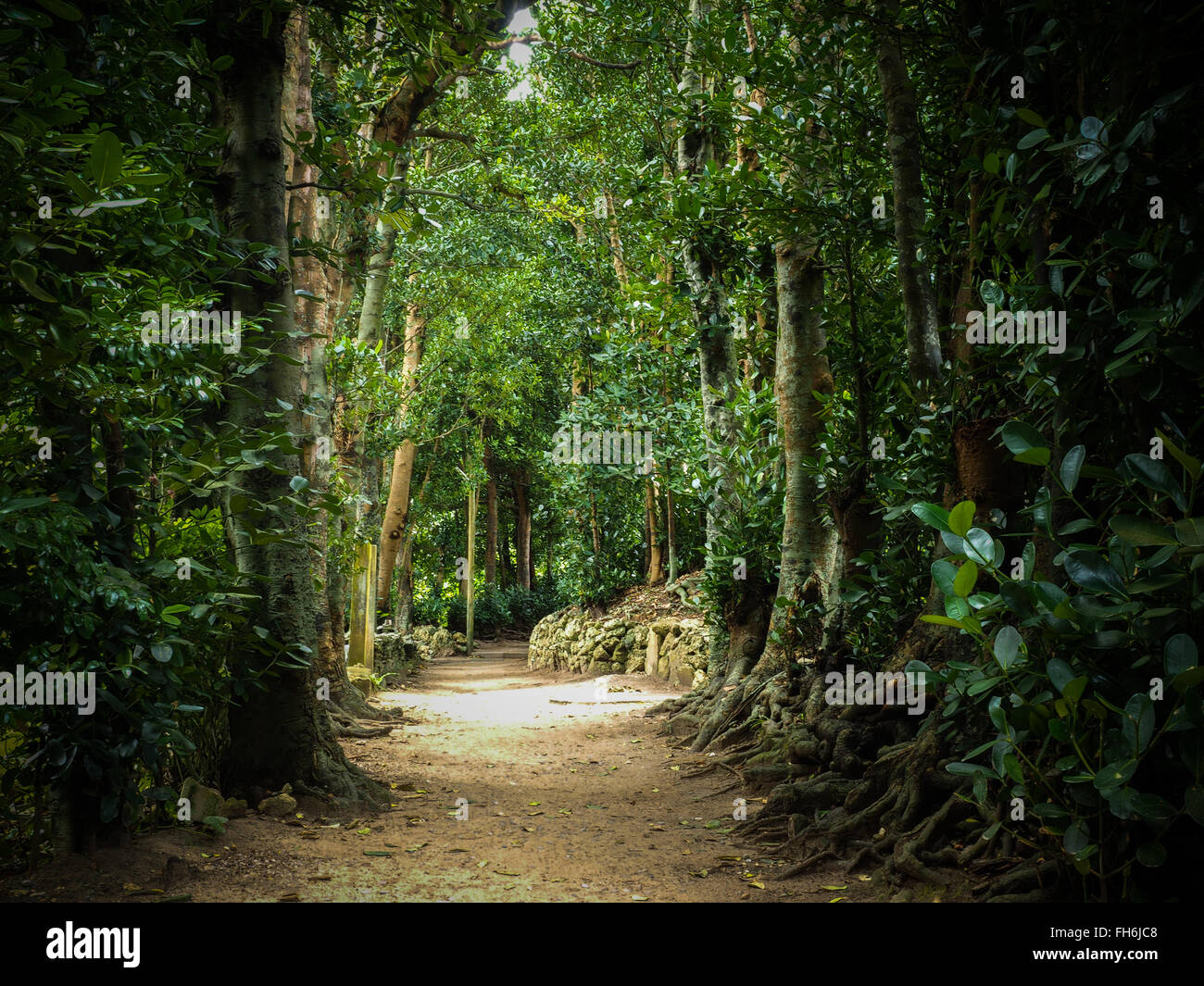Fukugi Tree of Bise, Okinawa Japan Stock Photo - Alamy