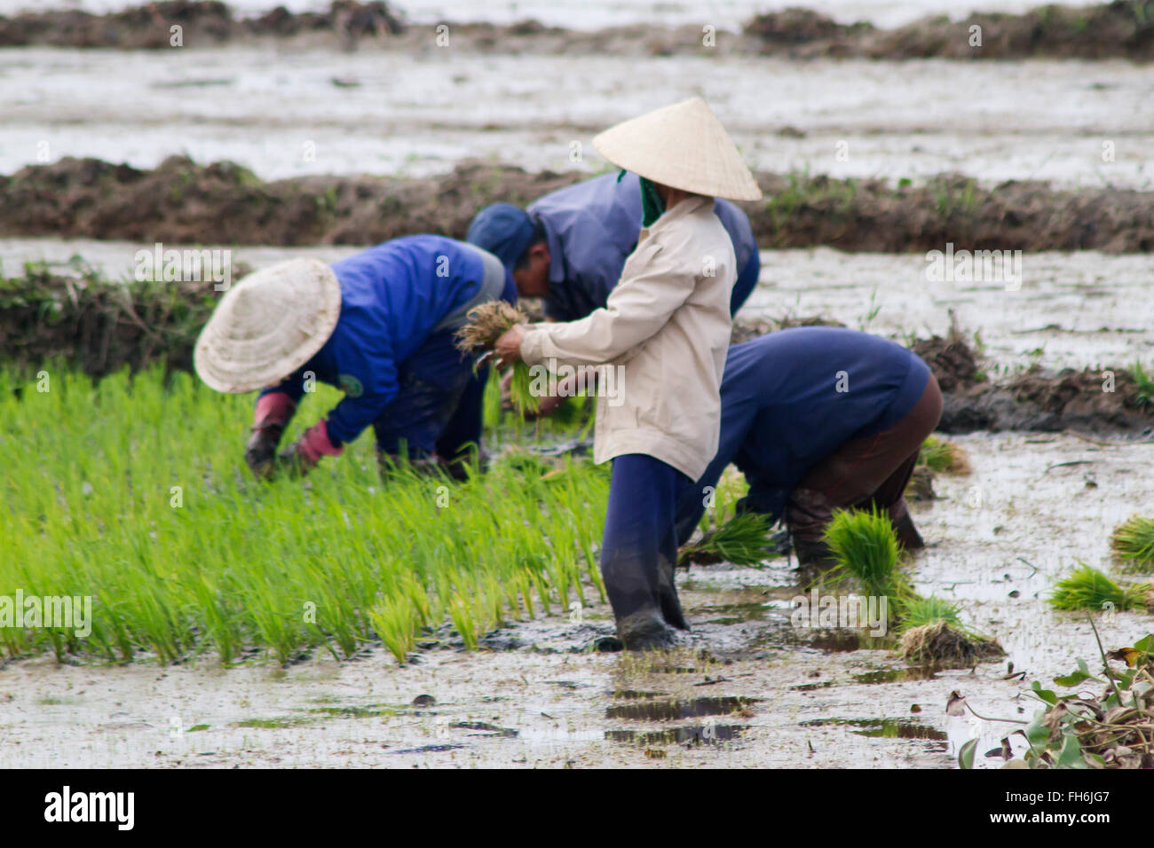 Indochina rice seedlings hi-res stock photography and images - Alamy
