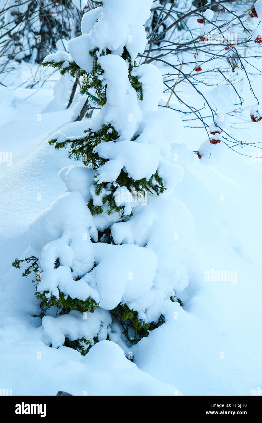 a fir-tree, a landscape, a season winter, small, snow, the nature, the ...