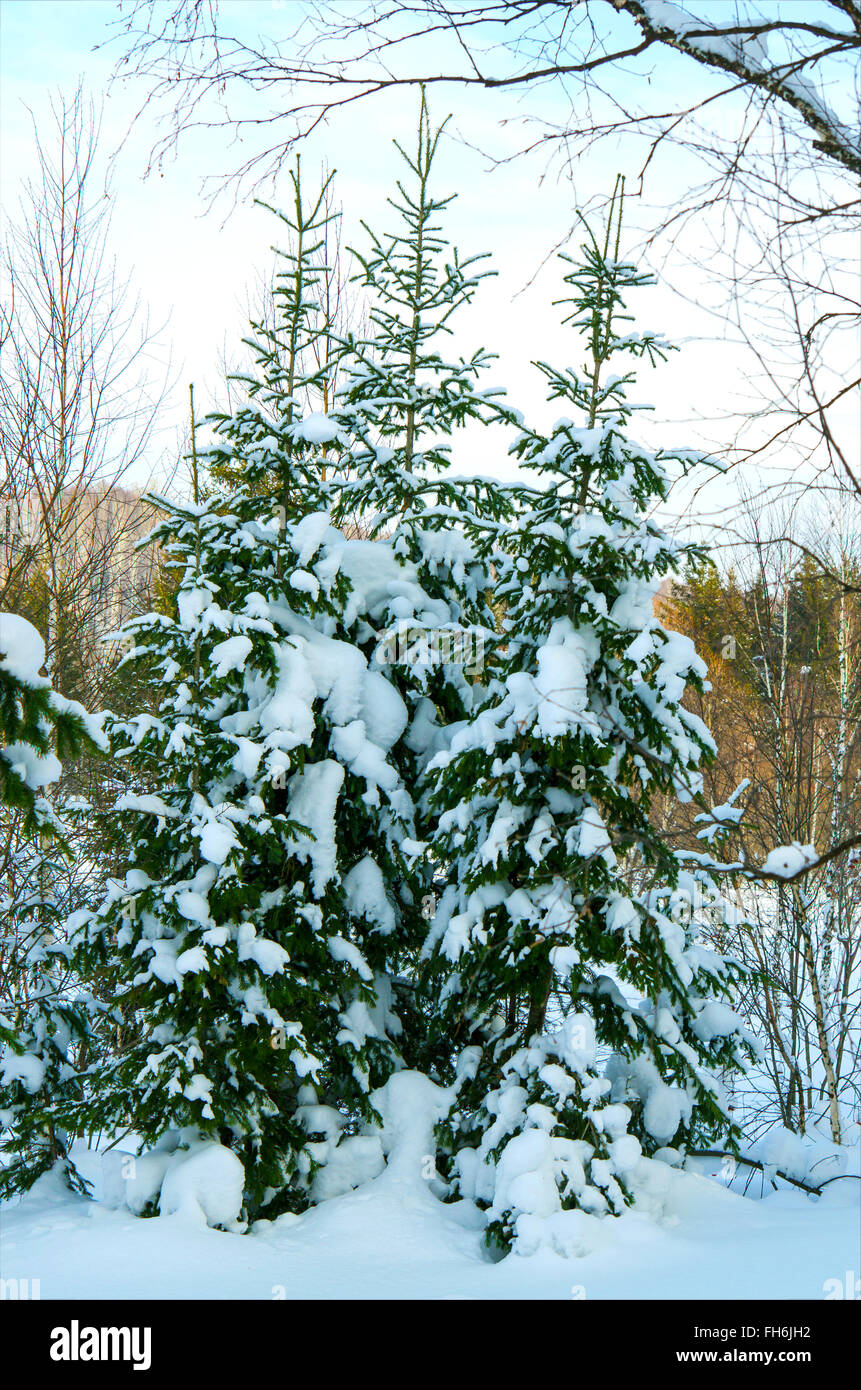 blue sky, fir-tree, landscape, nature, plants, russia, siberia, snow ...