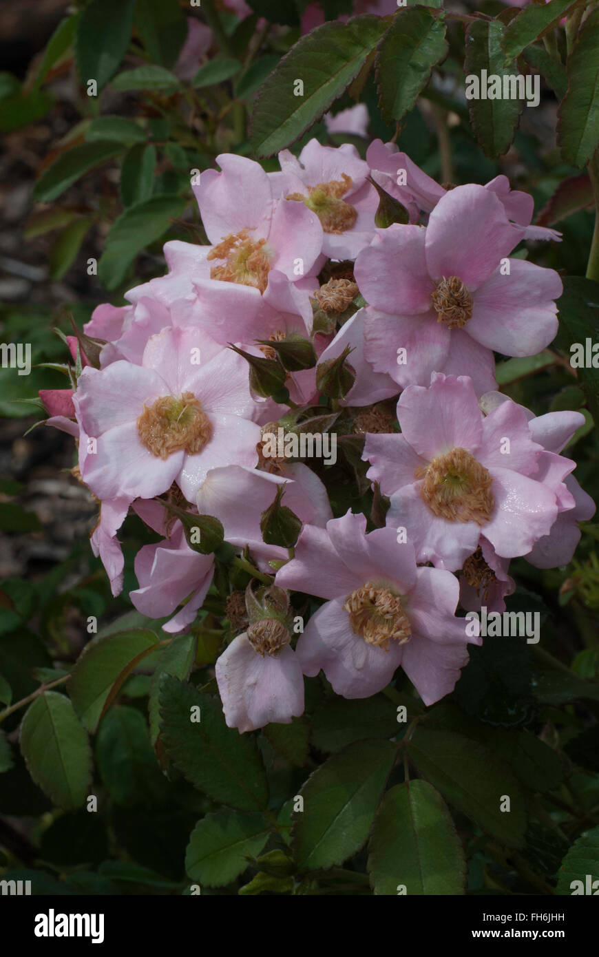 Rosa, Northern Encore, tree form called Polar Joy, Ping Lim, Shrub ...