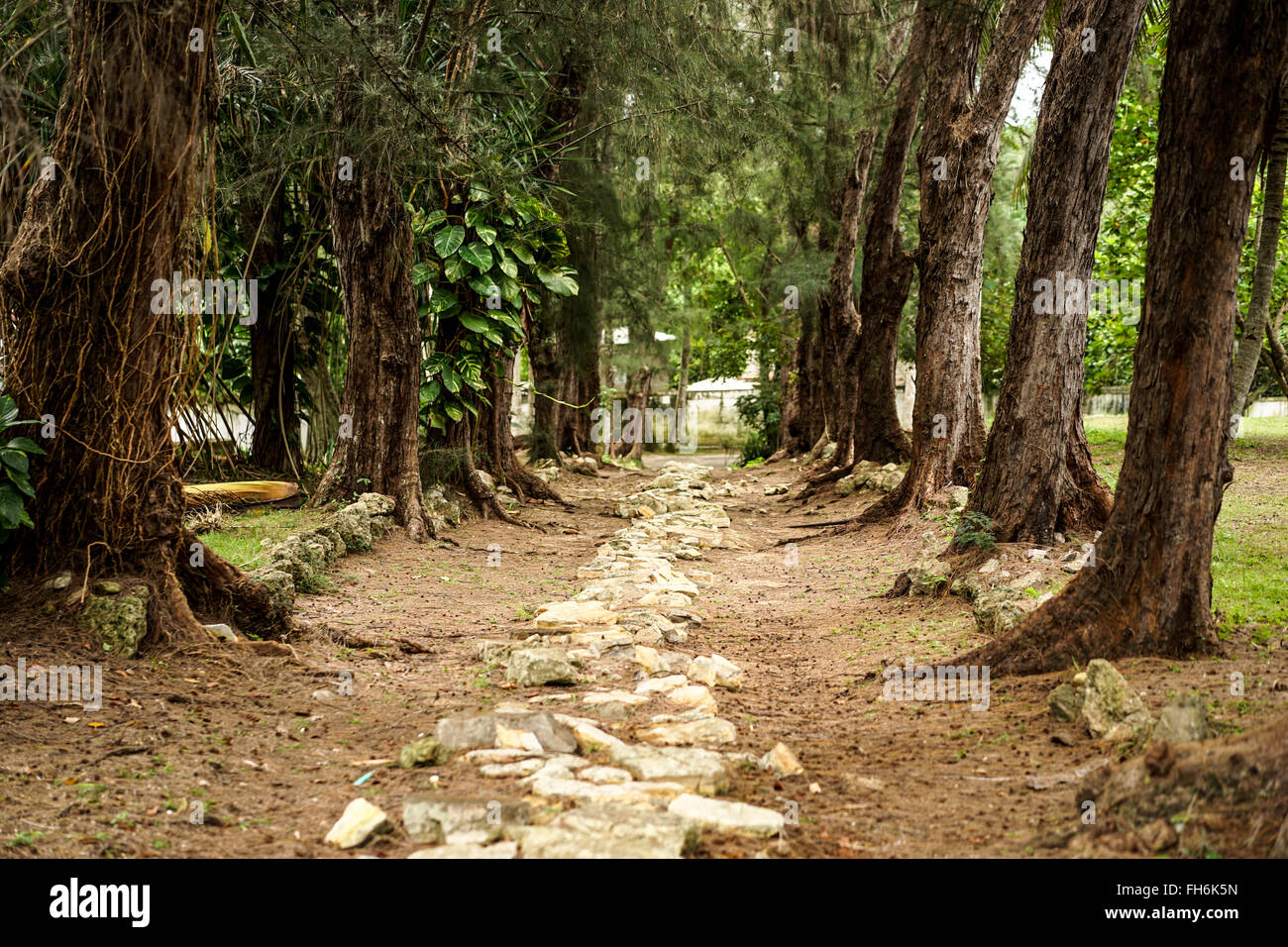 stone-paved path with large old trees on both sides Stock Photo - Alamy