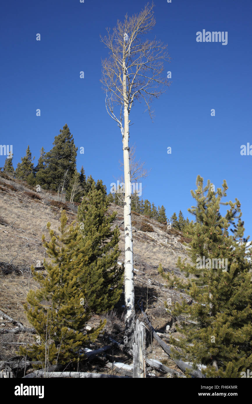 Birch trees alberta canada hi-res stock photography and images - Alamy