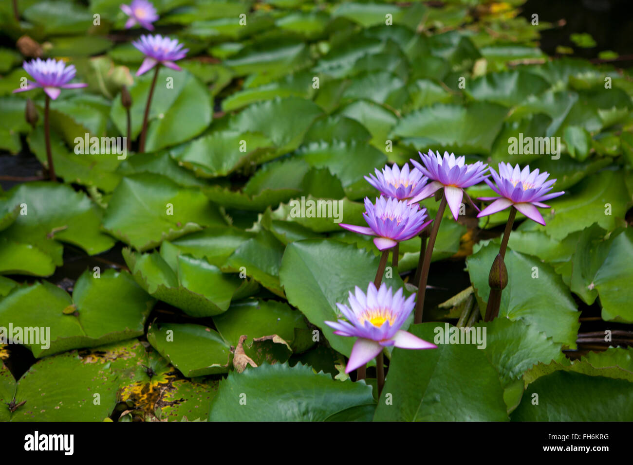 Dambulla Rock Caves, Kandi, Sri Lanka Stock Photo - Alamy