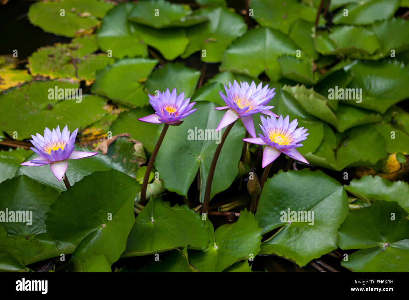 Dambulla Rock Caves, Kandi, Sri Lanka Stock Photo - Alamy