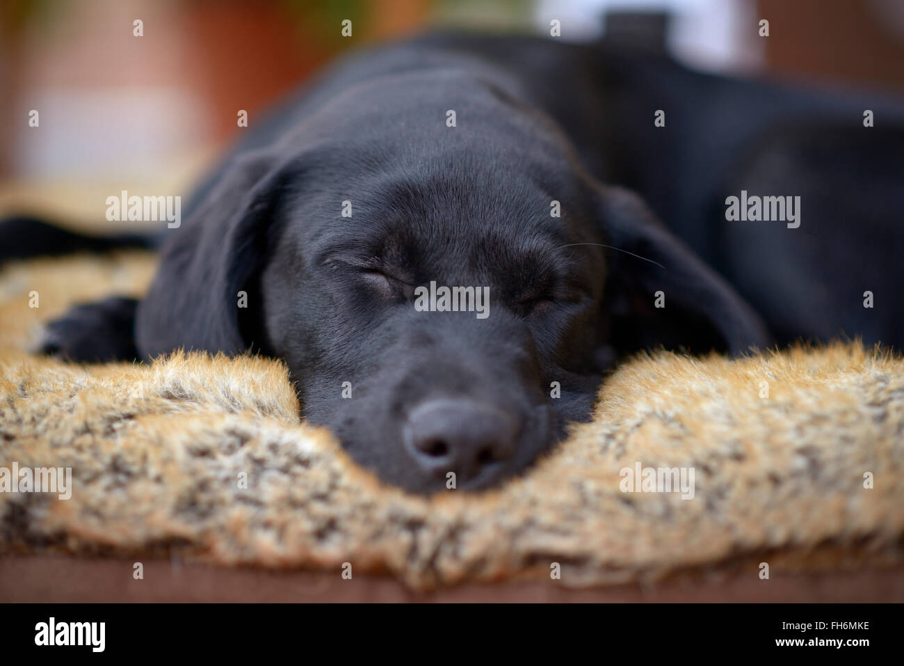 Portrait of sleeping black Labrador puppy Stock Photo - Alamy