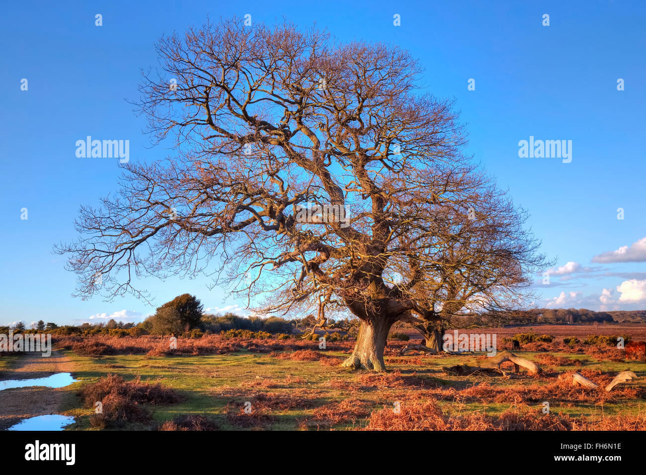 Lyndhurst and england hi-res stock photography and images - Alamy