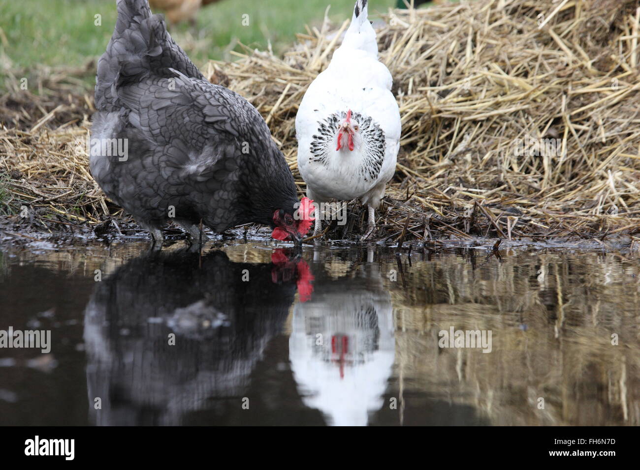 Light suffolk hen drinking from a puddle hi-res stock photography and ...