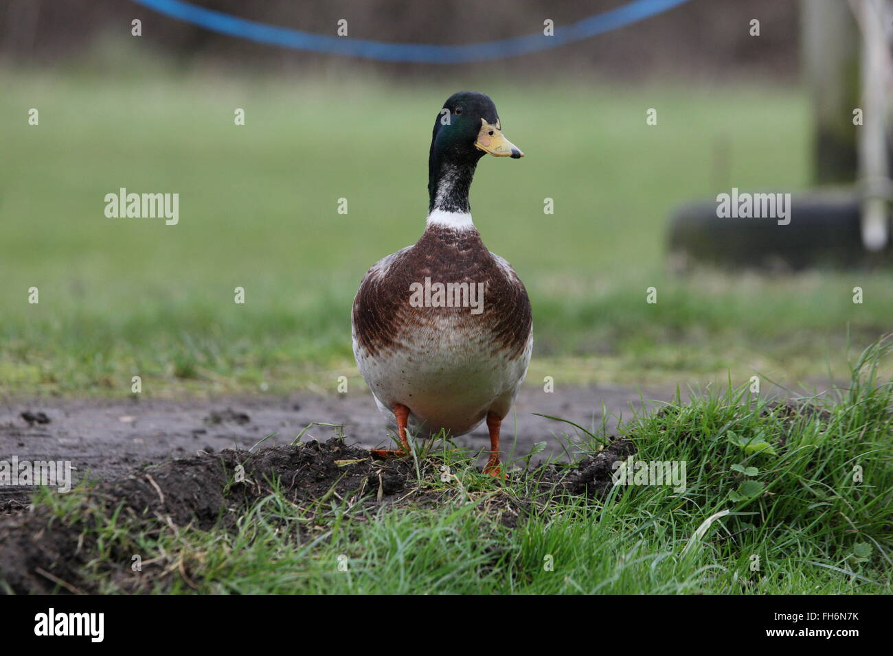 Duck call hi-res stock photography and images - Alamy