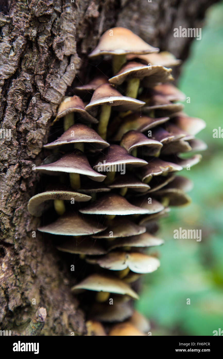 A group of mushrooms growing out of a tree Stock Photo - Alamy