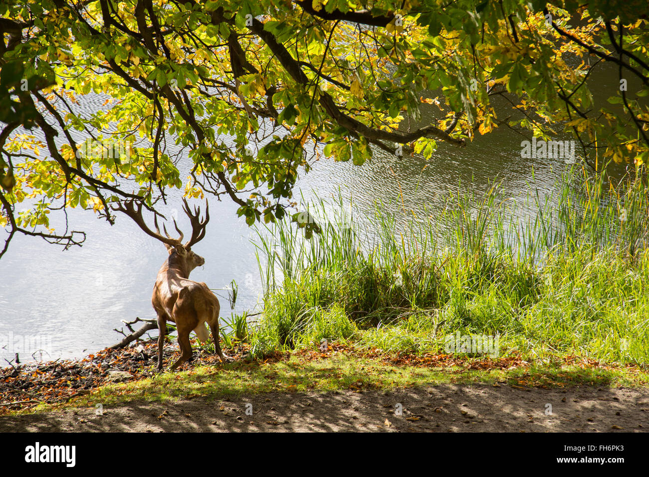 Dyrehaven Copenhagen High Resolution Stock Photography and Images - Alamy