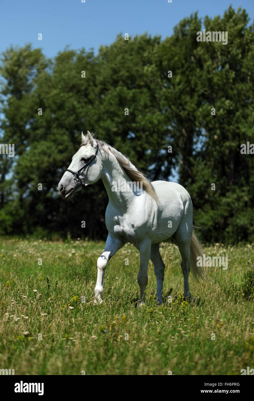 White horse orlov trotter run gallop in summer Stock Photo - Alamy
