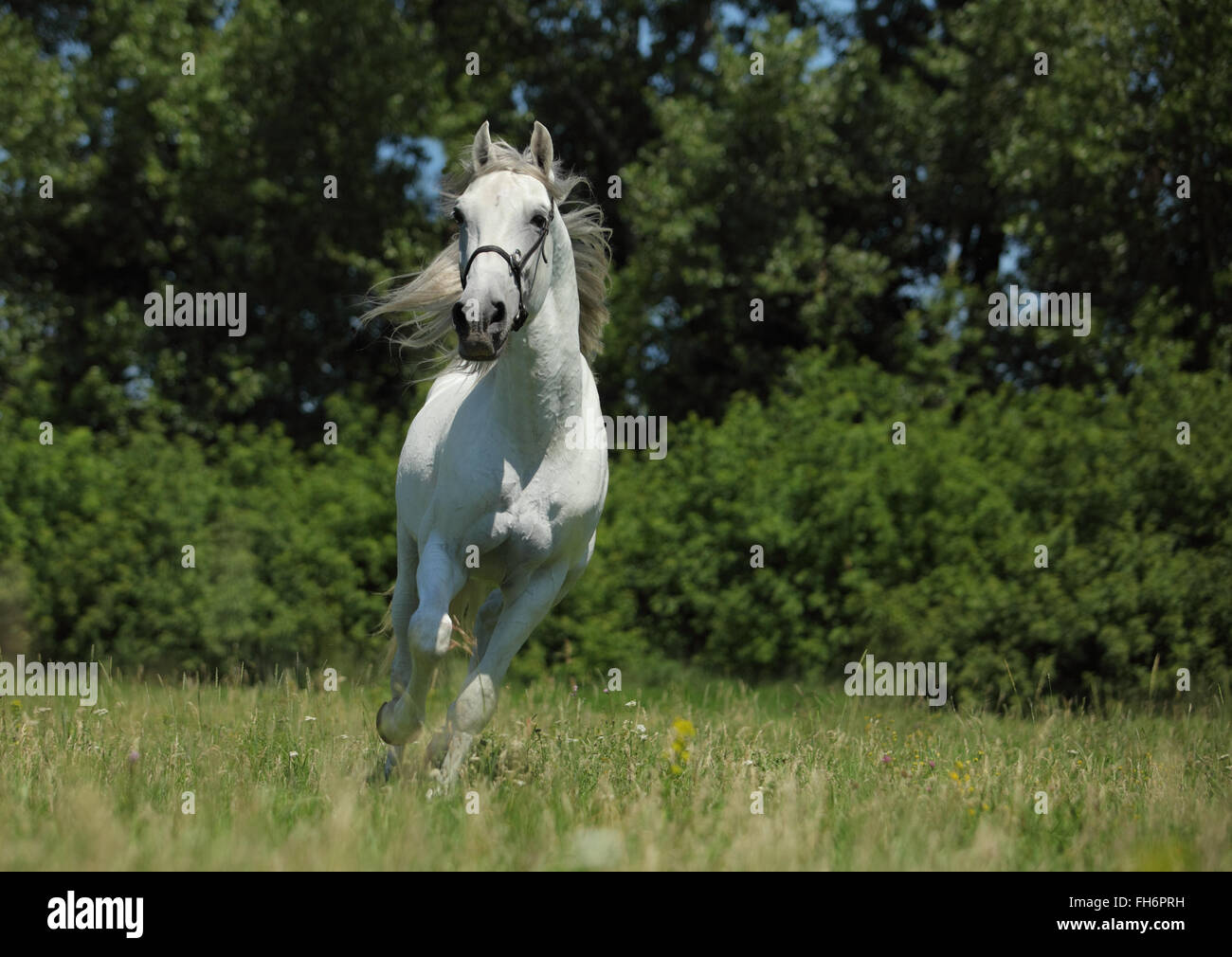 Orlov trotter horse hi-res stock photography and images - Alamy