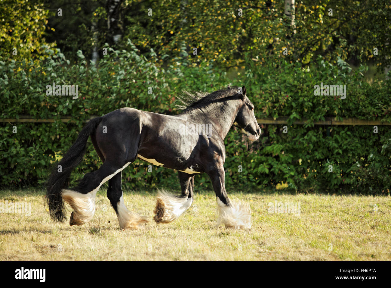 Black Shire Stallion