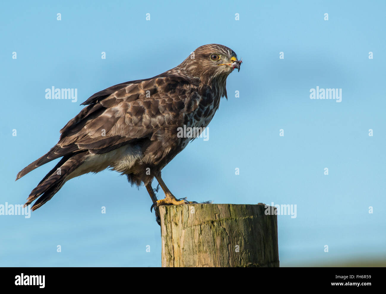 Common buzzard bird of prey hi-res stock photography and images - Alamy