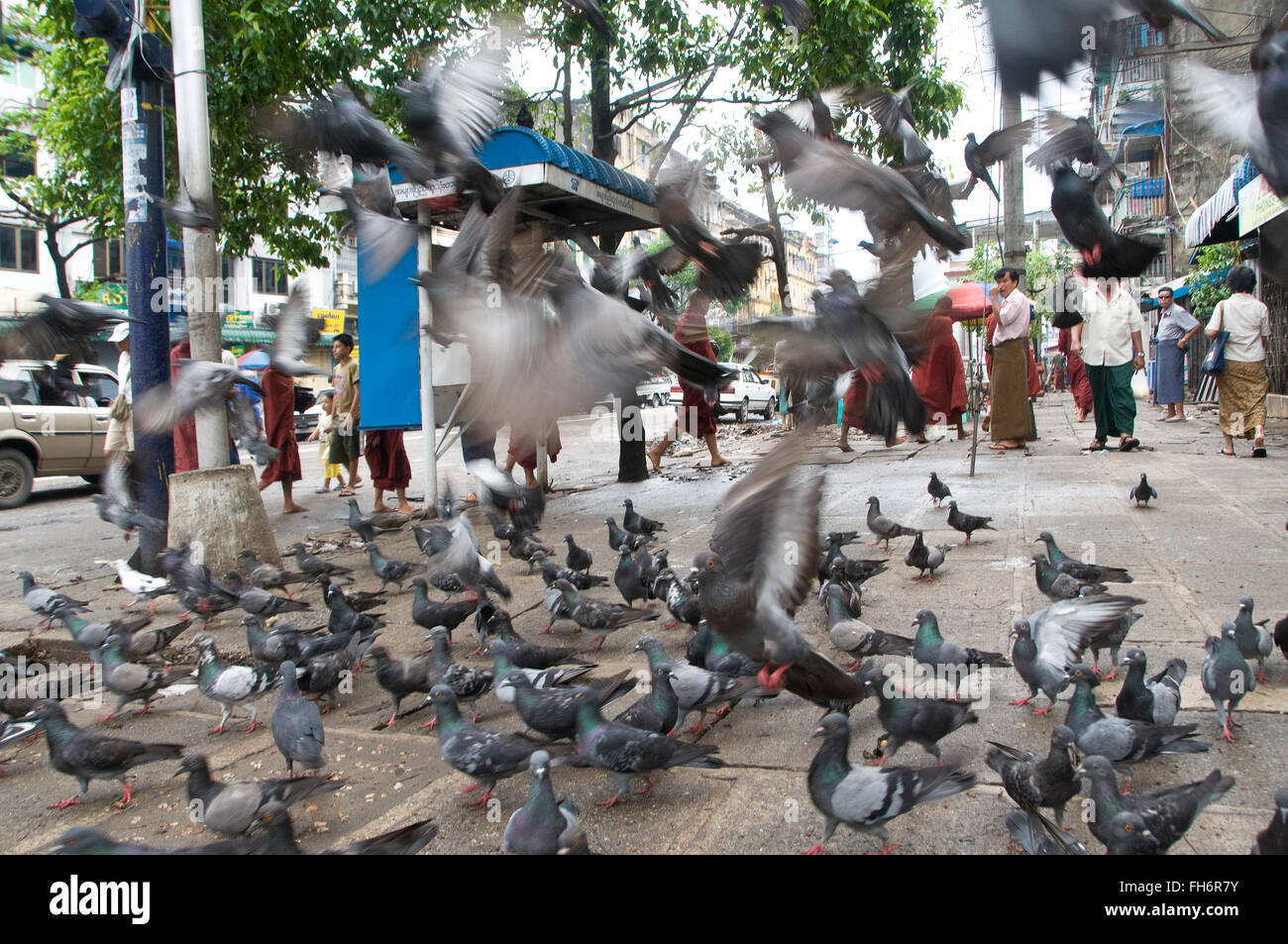 Pigeons flying in the street in the center of Yangon, Myanmar Stock ...