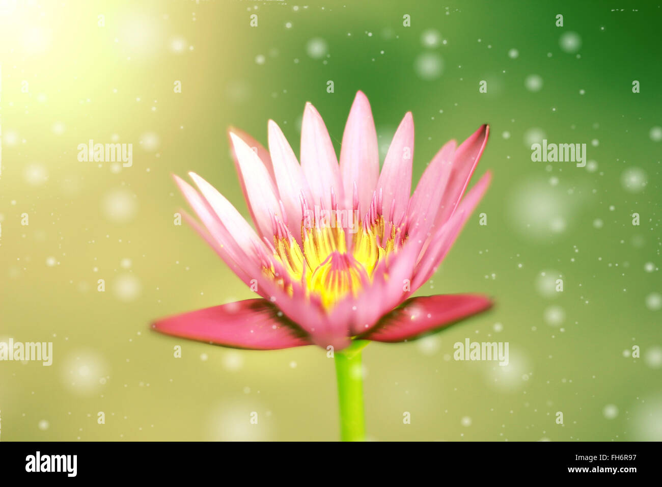 Pink lotus flower, with retro filter effect Stock Photo - Alamy