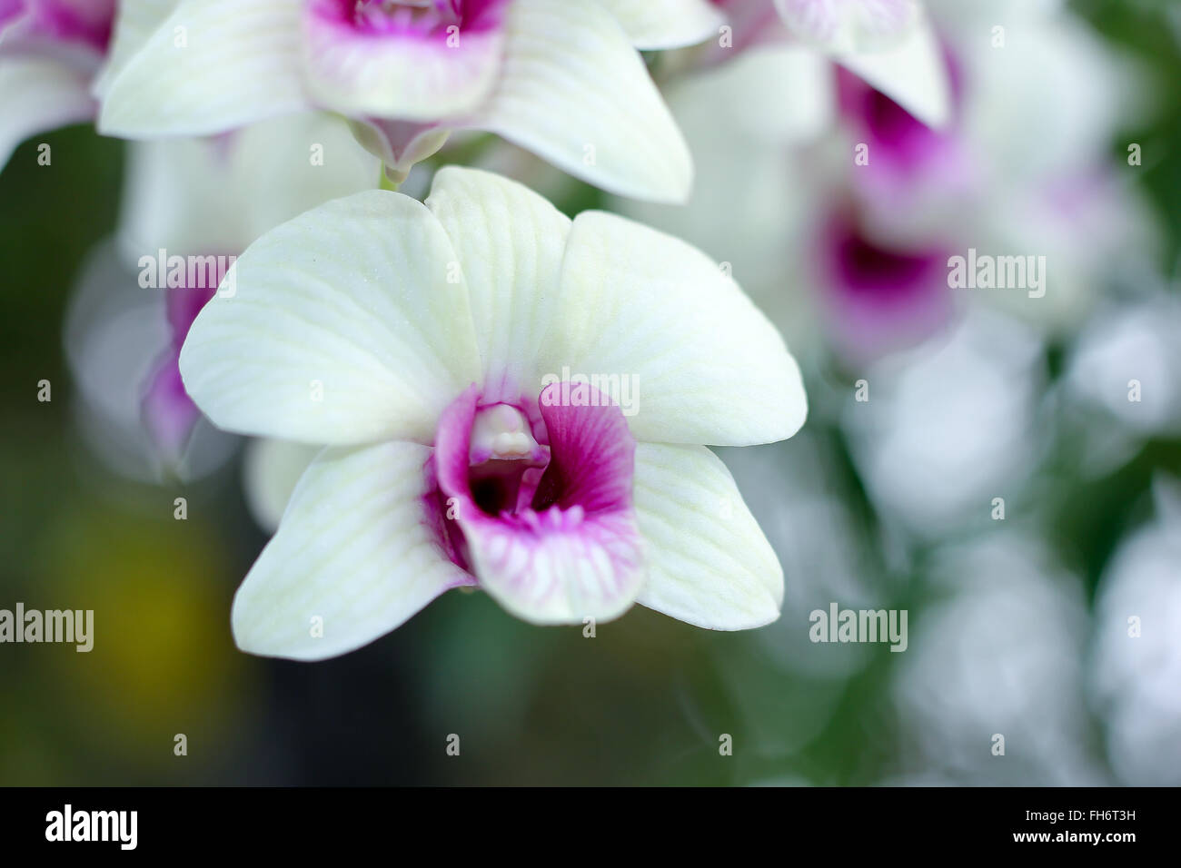 Close up of Small Yellow orchids flower Stock Photo - Alamy