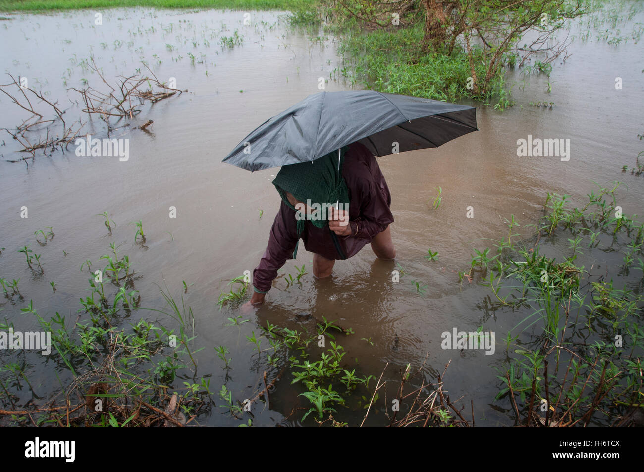 A local woman collecting herbs in a flooded rural area caused by ...