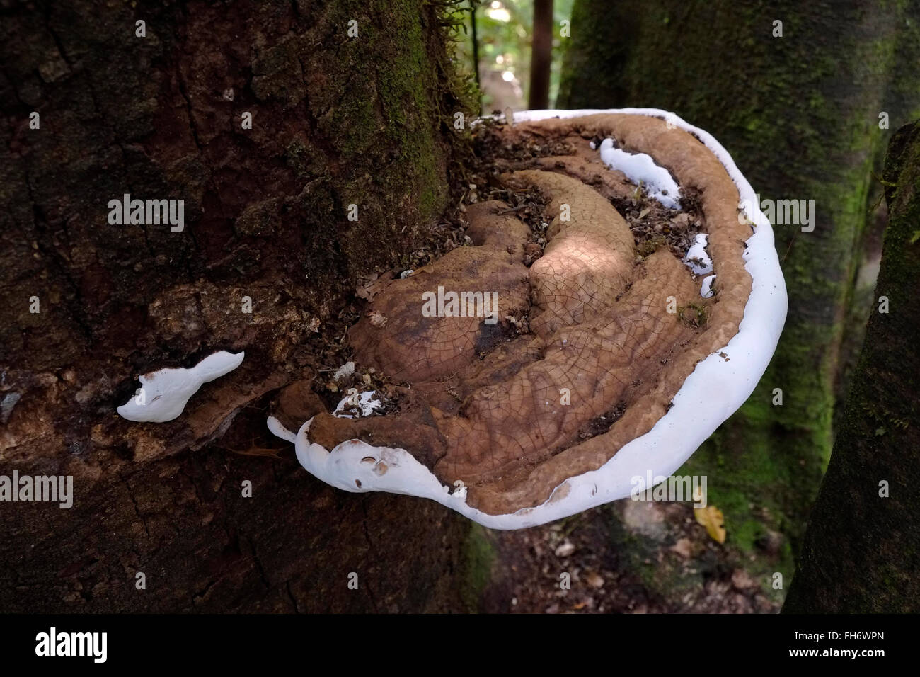 Tree fungus growing on a bark at the sub-tropical laurel greenery of El ...