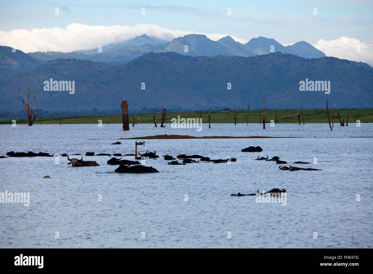 Udawalawe National Park, Sri Lanka Stock Photo - Alamy