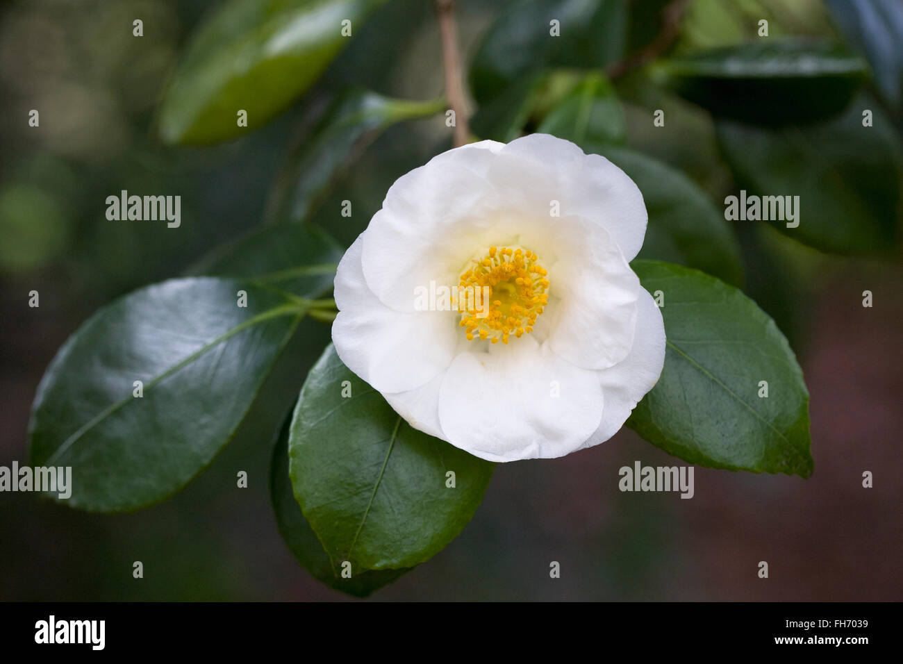 Camellia x williamsii 'Francis Hanger' flower Stock Photo - Alamy