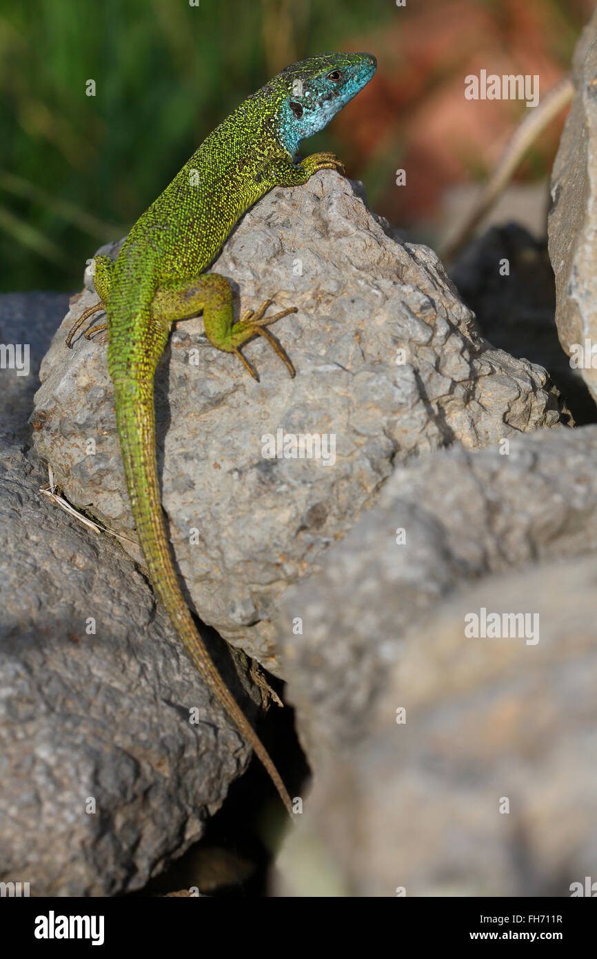 European green lizard (Lacerta viridis), male in mating dress, breeding ...