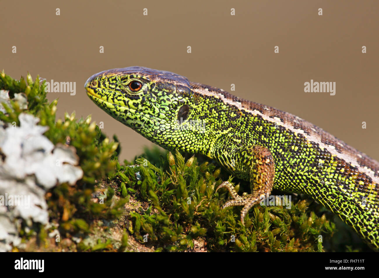 Sand Lizard (Lacerta agilis) male, Mecklenburg-Western Pomerania ...