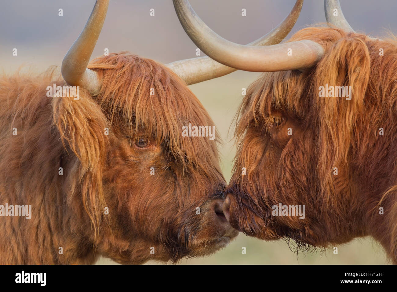 Highland Cattle (Bos taurus), two cows greeting each other, Suffolk ...