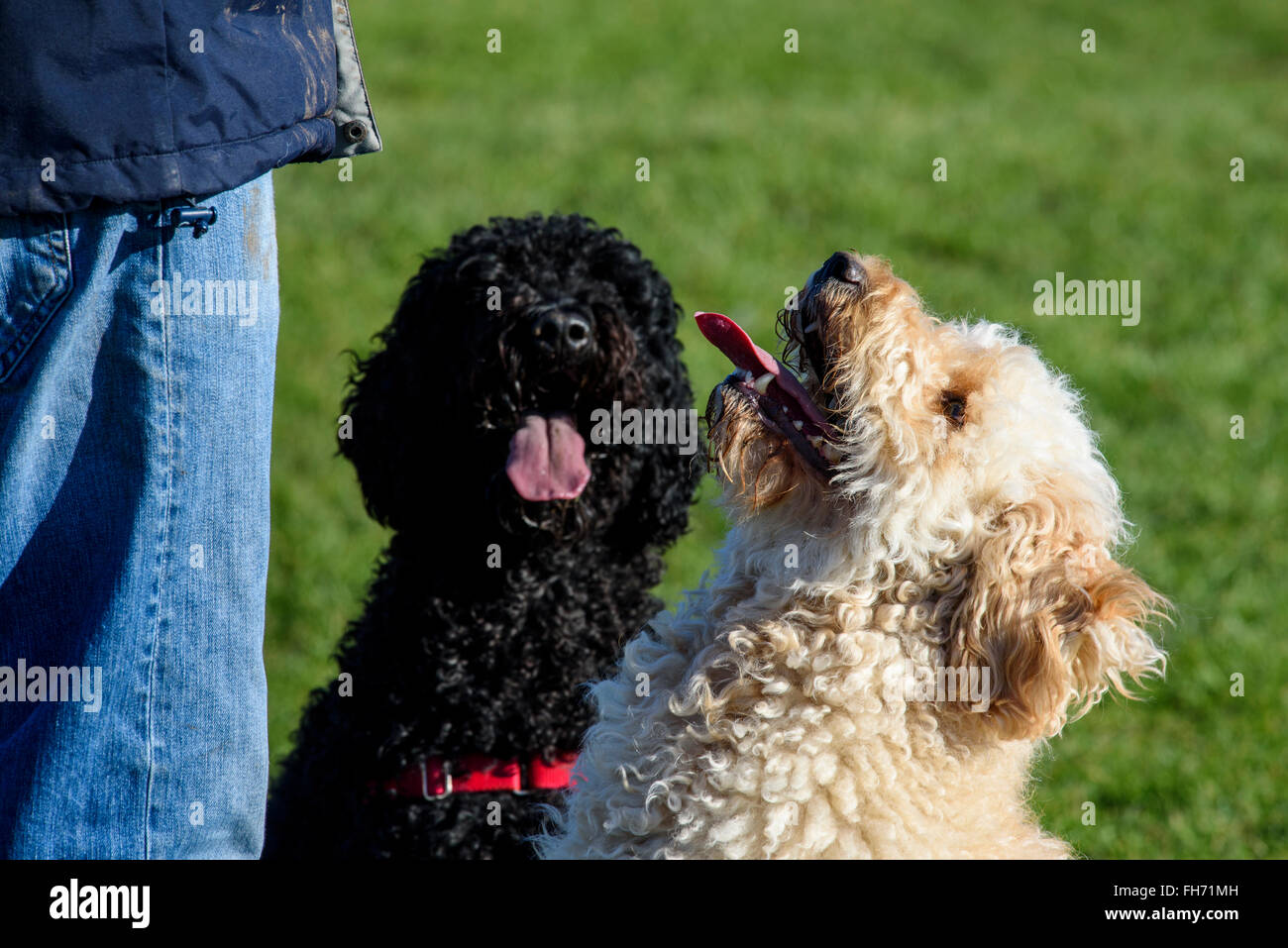 Two Labradoodle dogs sitting on grass and panting whilst looking up at ...