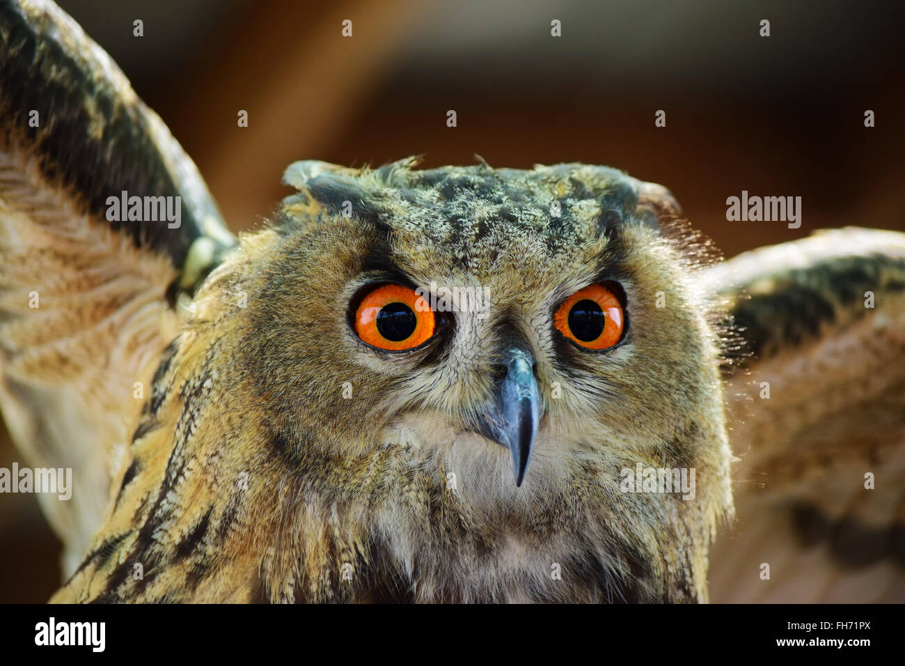Eagle Owl intense eyes Stock Photo - Alamy