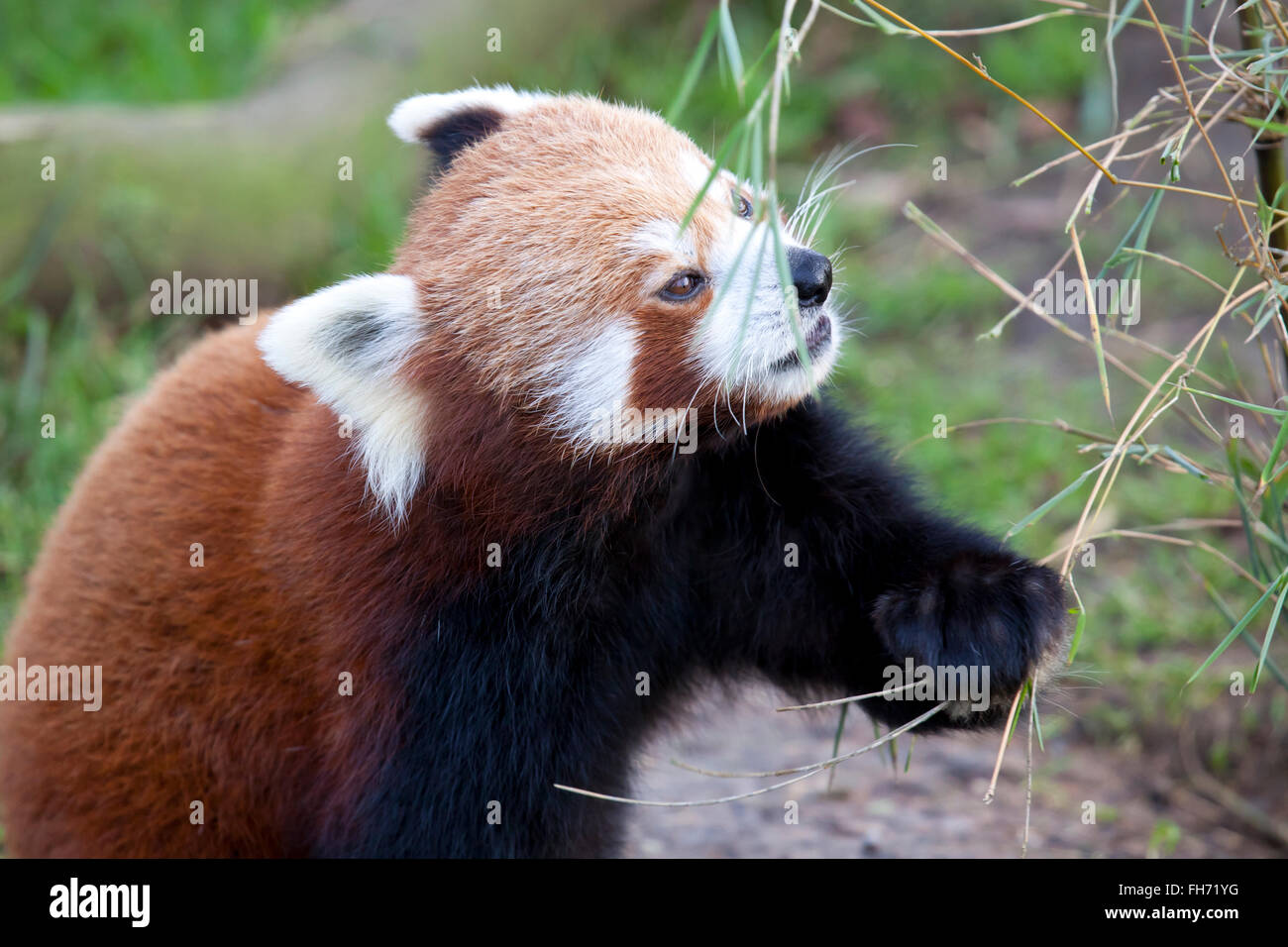 A Red Panda sitting by some bamboo shoots Stock Photo - Alamy