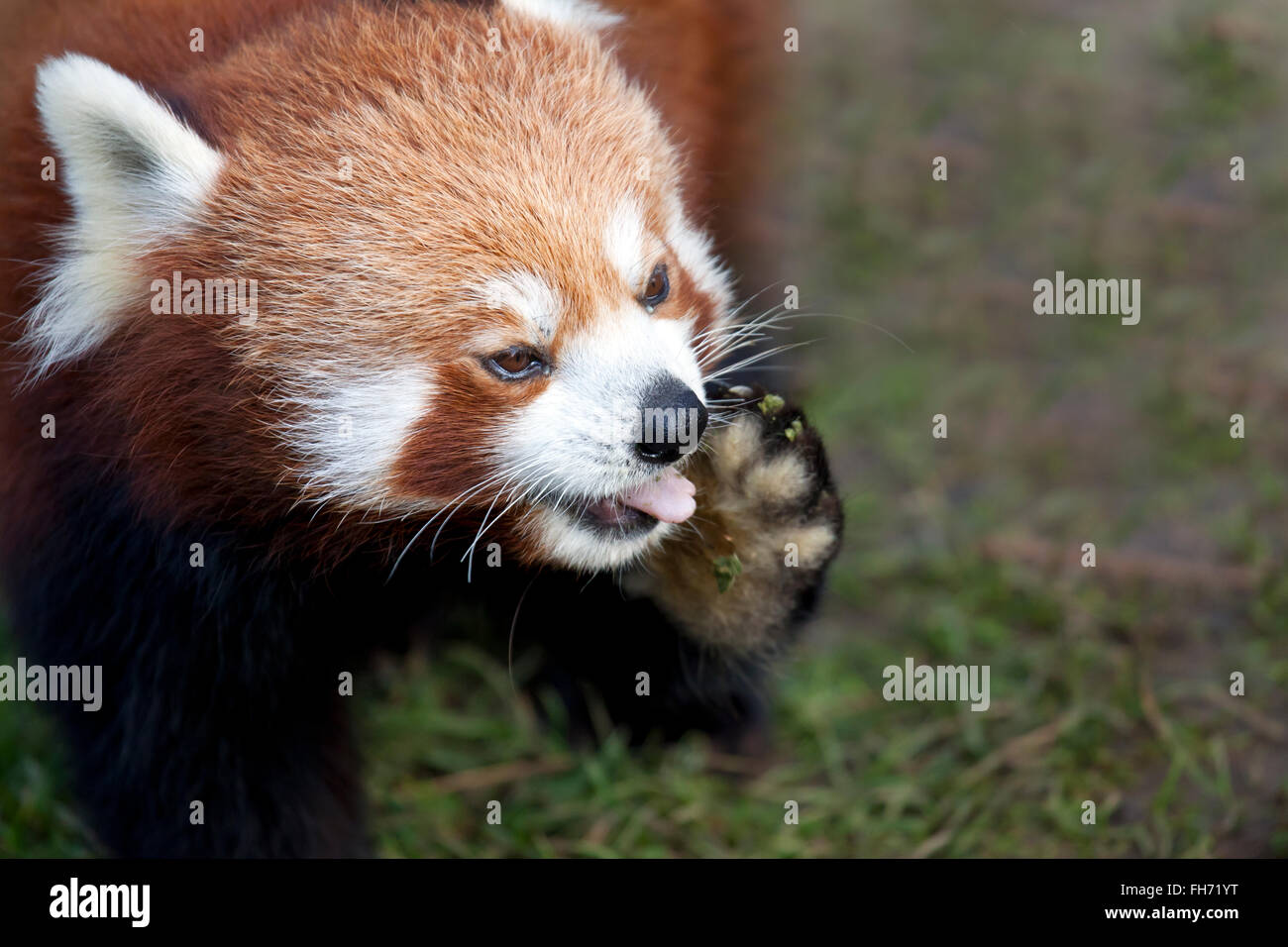 A close up of a Red Panda Stock Photo - Alamy