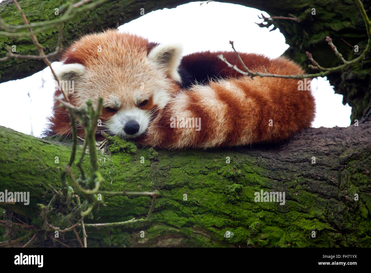 A Red Panda sitting in a tree Stock Photo - Alamy