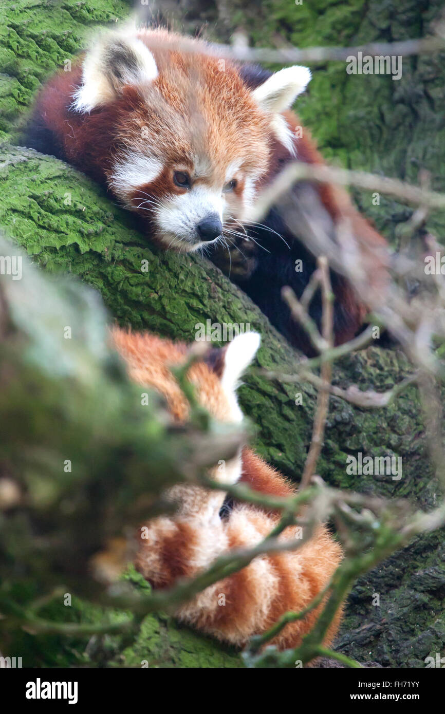 A Red Panda sitting in a tree Stock Photo - Alamy
