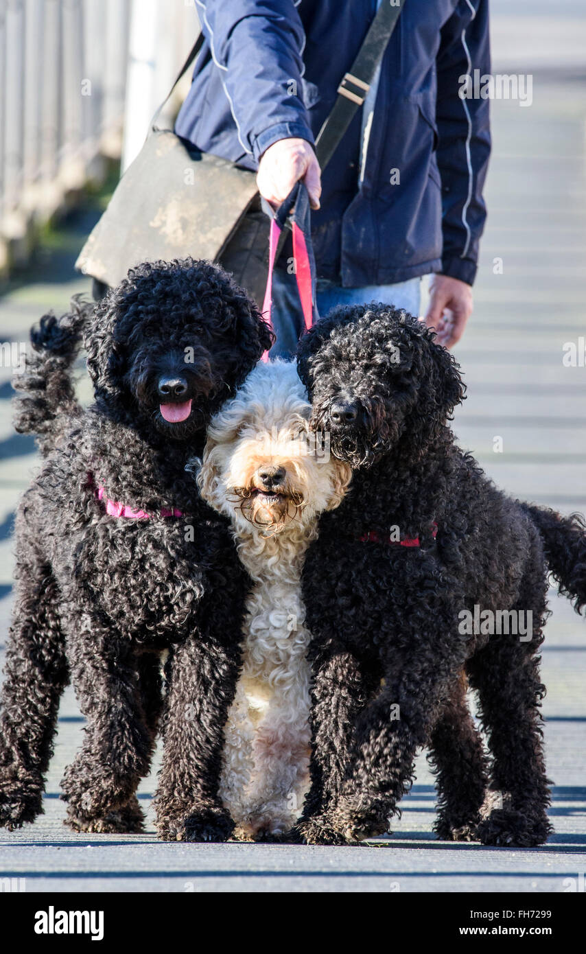 Labradoodle Obama