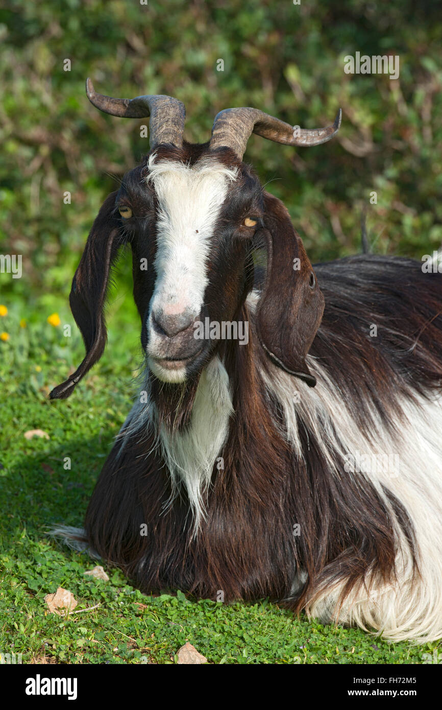 Portrait goat hi-res stock photography and images - Alamy