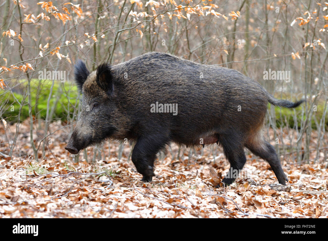 Wild boar (Sus scrofa), female boar running, North Rhine-Westphalia ...