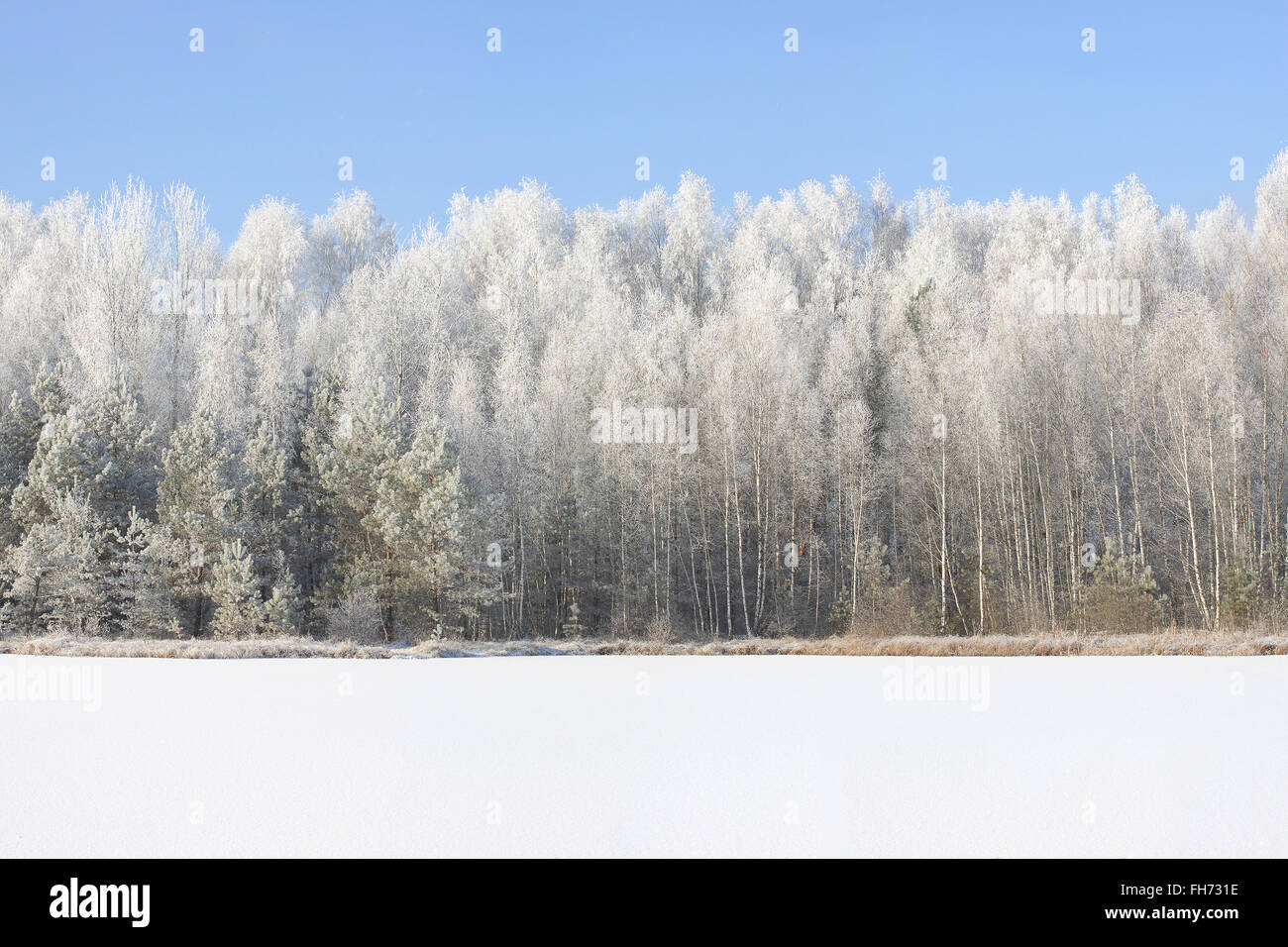A frosty winter landscape photo. Taken in december. A forest covered in ...