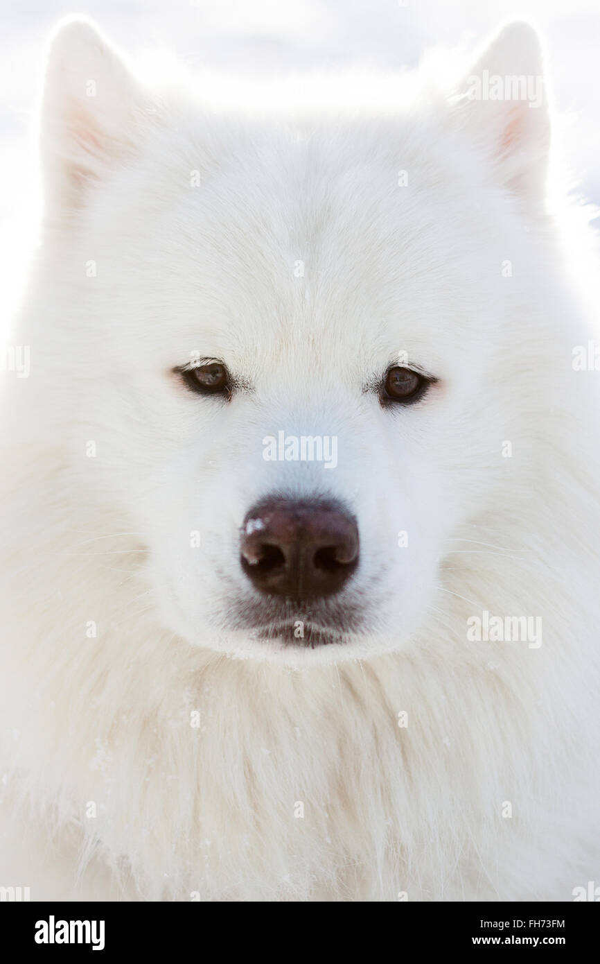 Funny white samoyed husky dog hi-res stock photography and images - Alamy