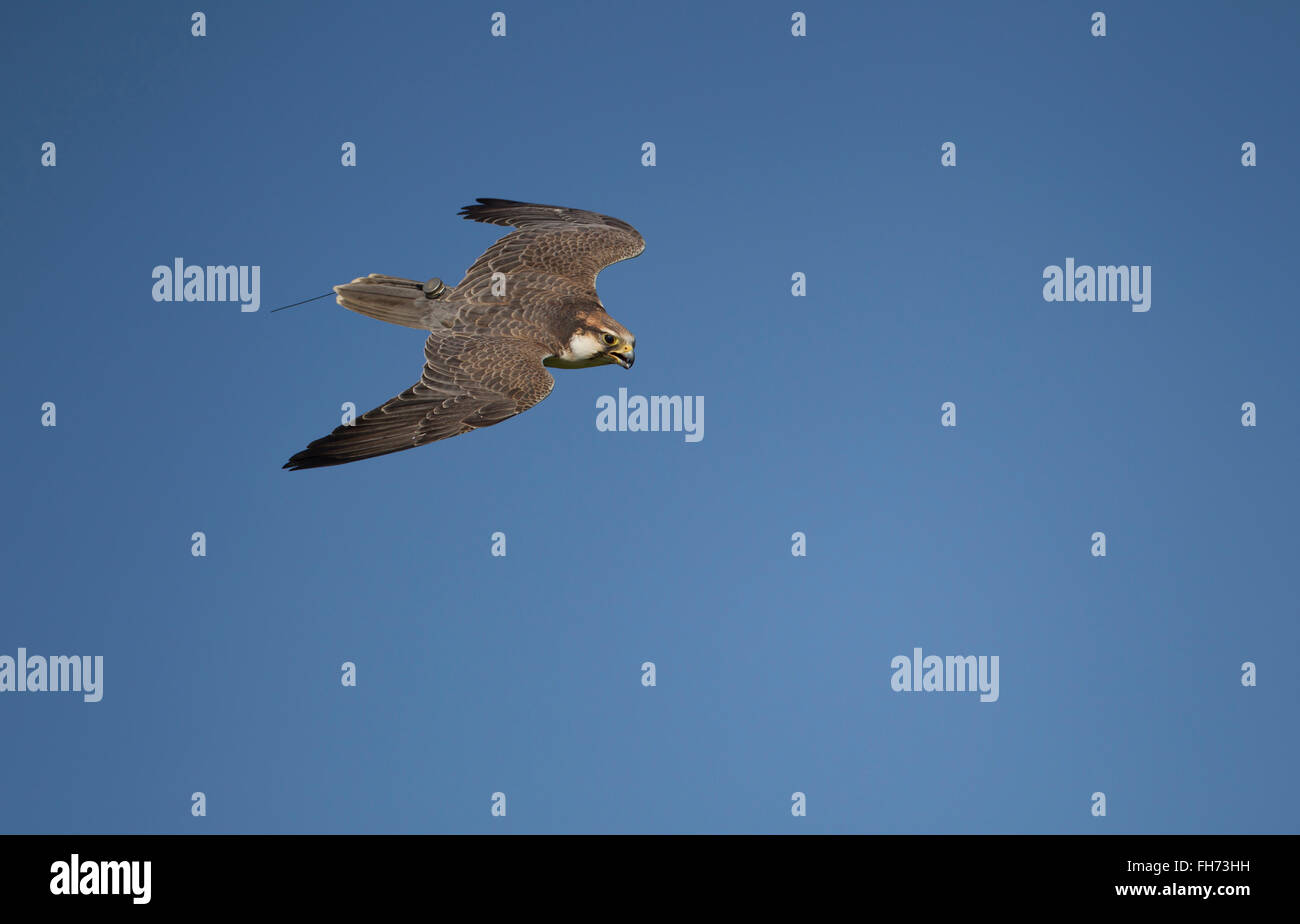 Lanner Falcon (Falco biarmicus), in flight, captive, Suffolk, United ...