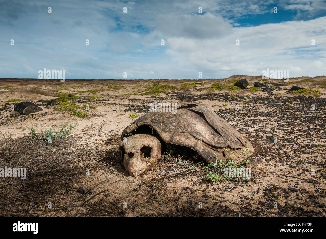 Skeleton of a Loggerhead sea turtle (Caretta caretta), poaching, Sal ...