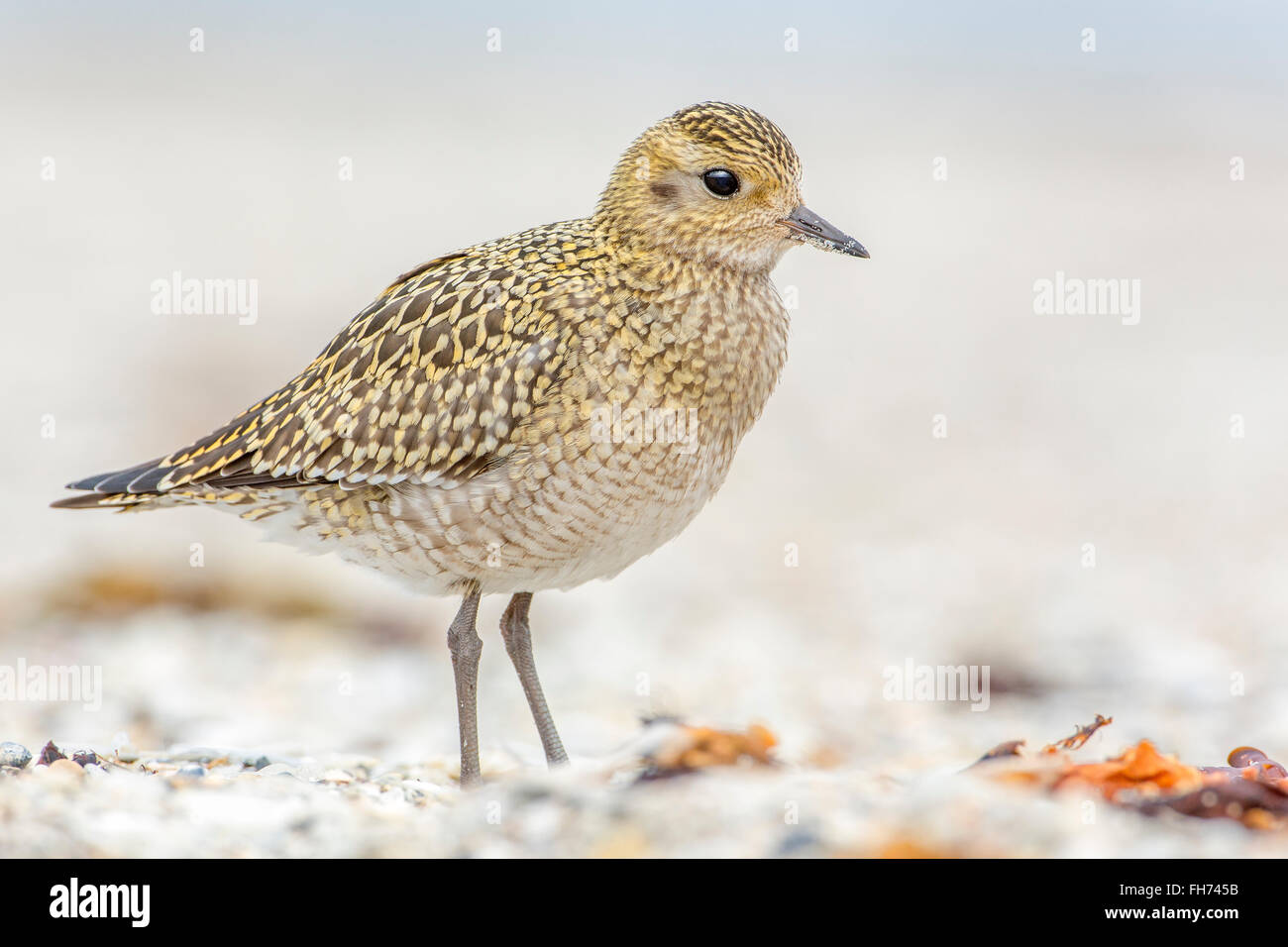Golden plover (Pluvialis apricaria) winter plumage, Heligoland ...