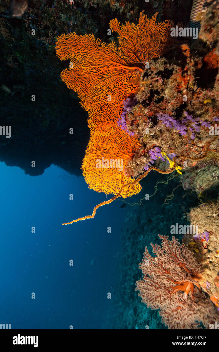 Coral reef with detail of soft corals Stock Photo - Alamy