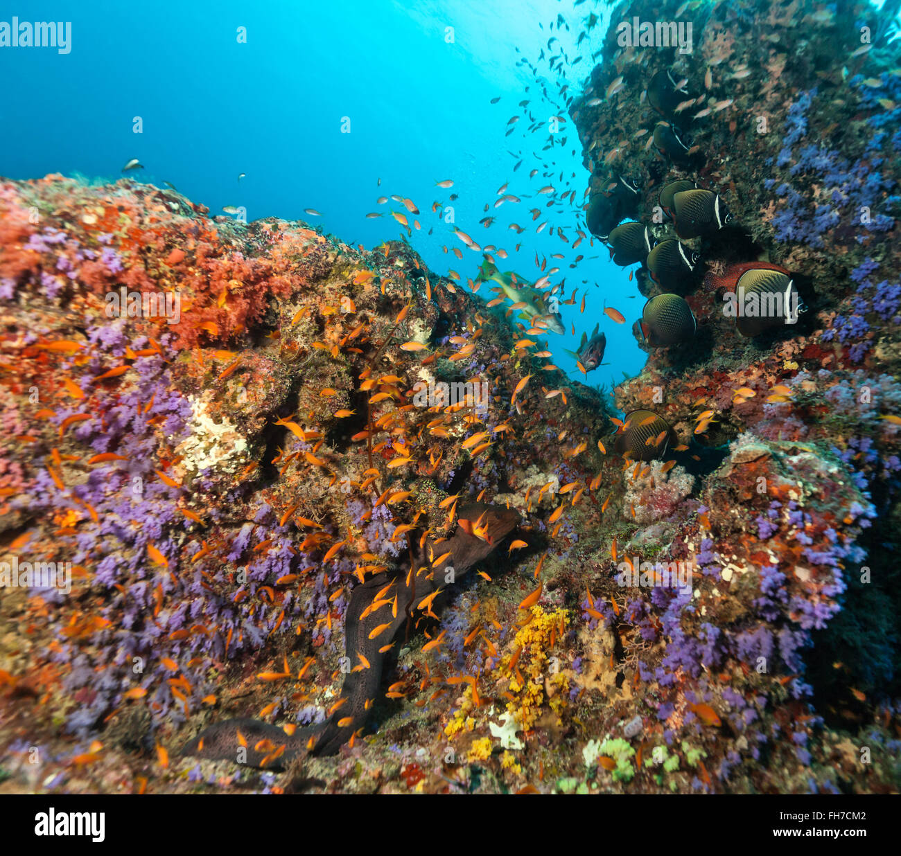 Coral reef with soft and hard corals Stock Photo - Alamy