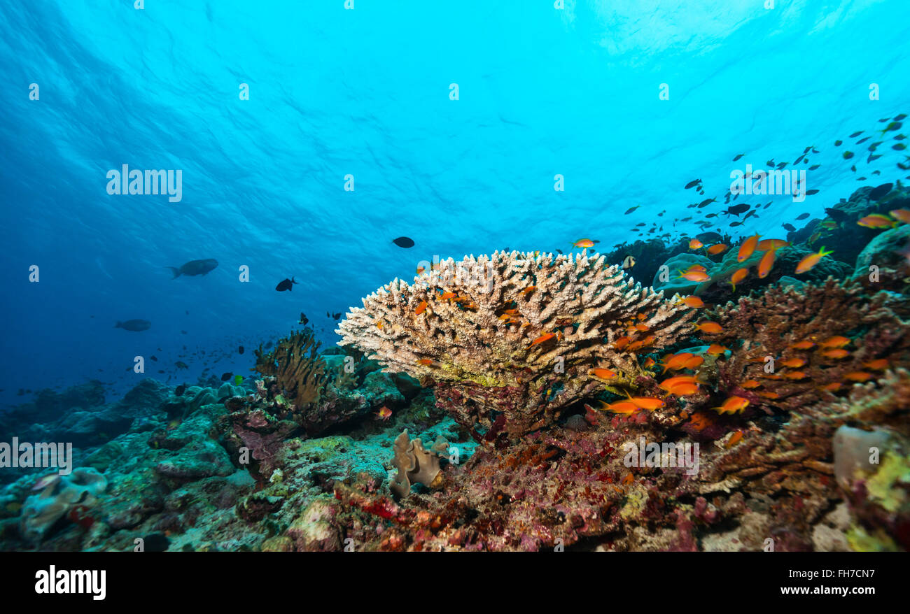 Coral reef with soft and hard corals Stock Photo - Alamy