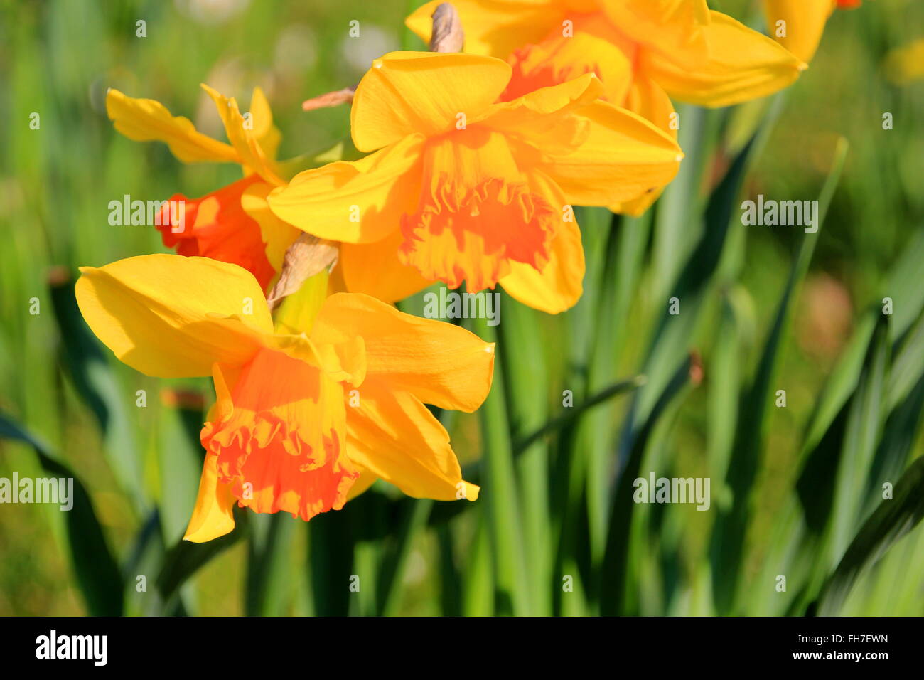 Daffodils blooming in the garden Stock Photo - Alamy
